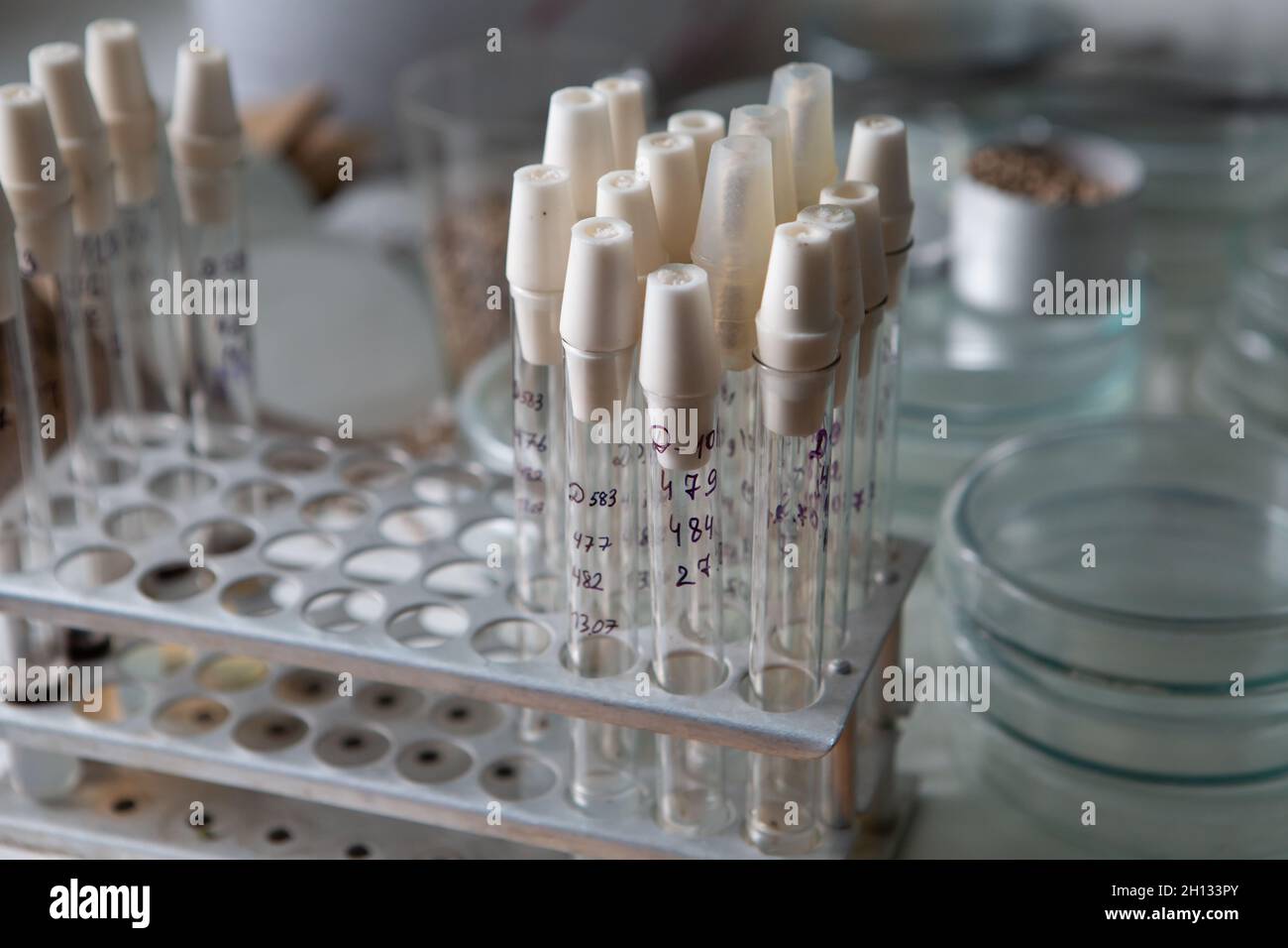 Scientist in the laboratory conducting experiments with hemp sativa ...