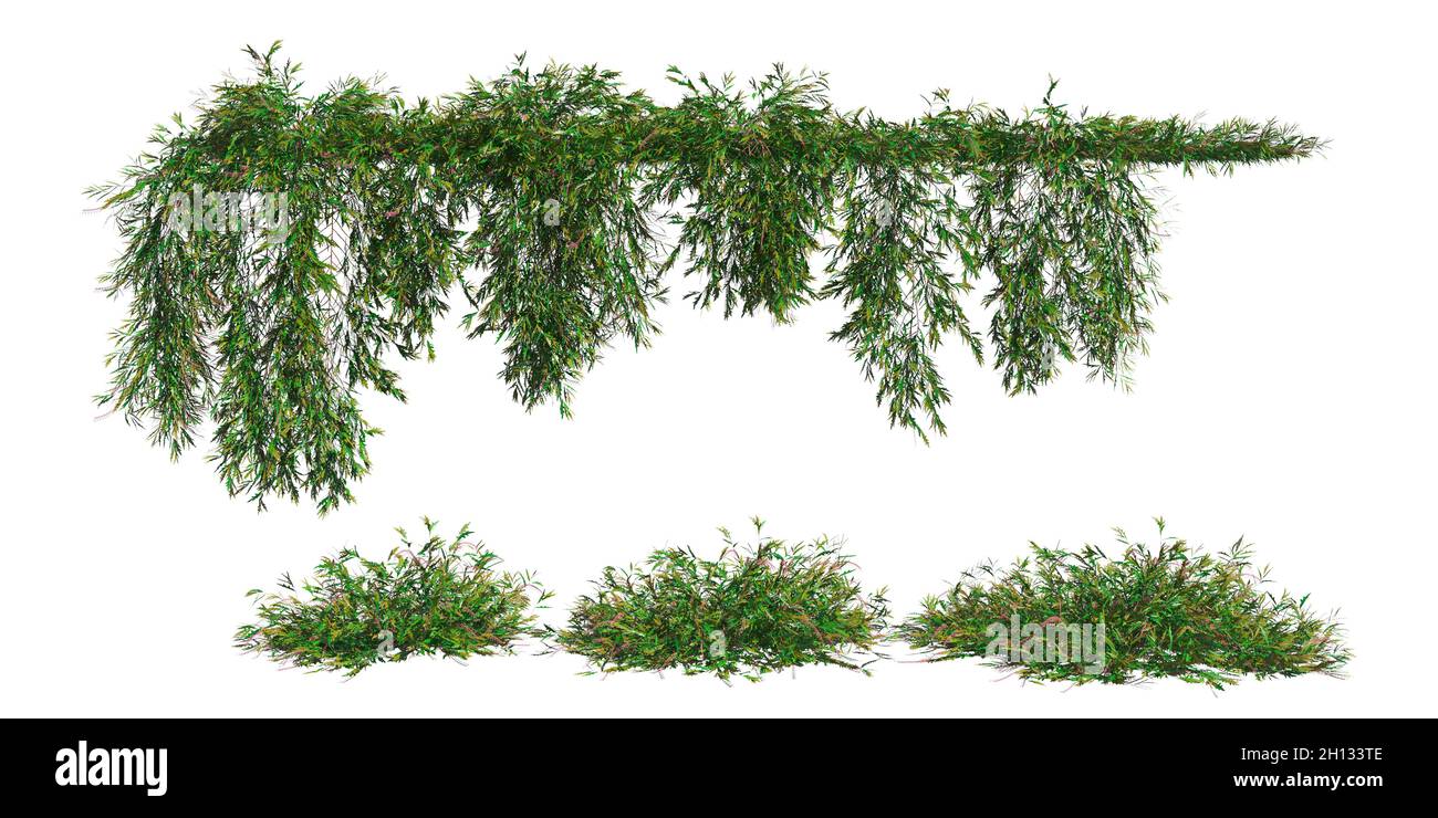 3D illustration climbing plants creepers isolated on white background ...