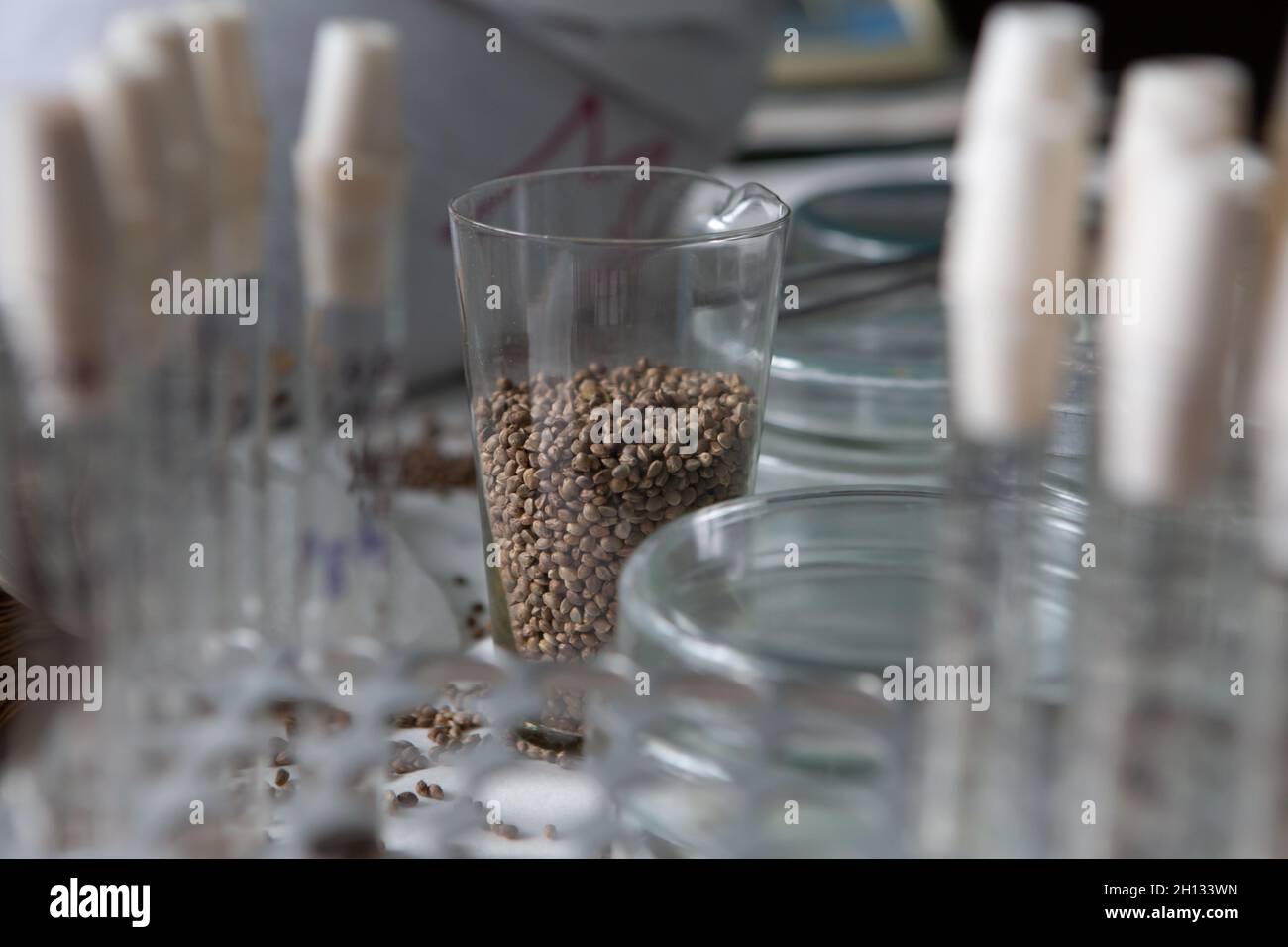 Laboratory experiments with hemp sativa Stock Photo - Alamy