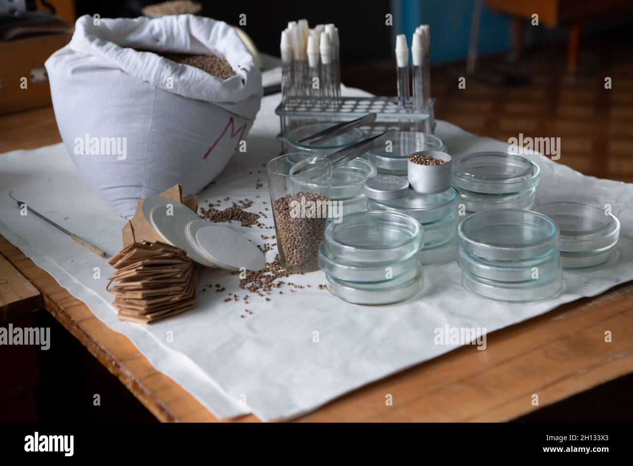 Laboratory experiments with hemp sativa Stock Photo - Alamy
