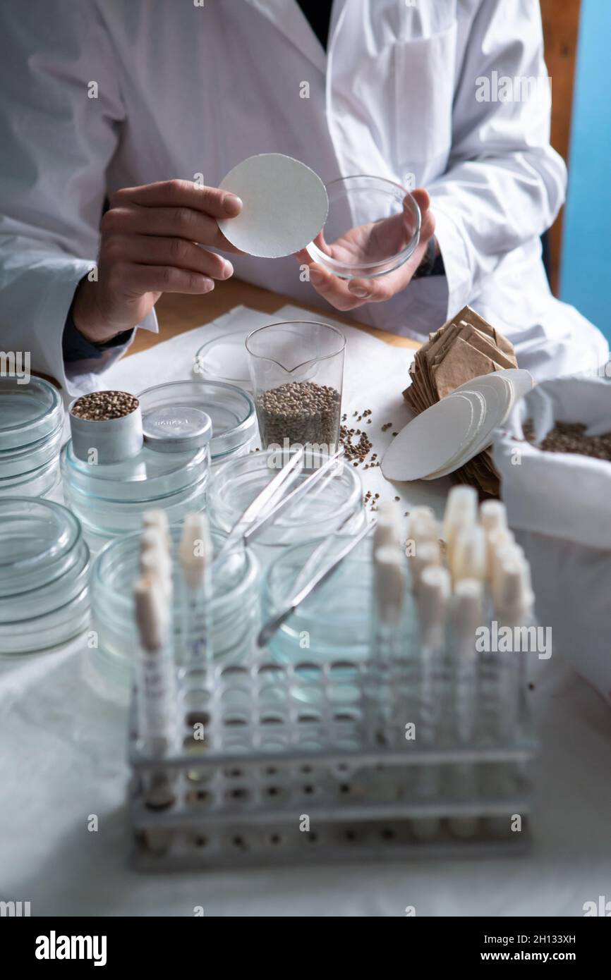 Scientist in the laboratory conducting experiments with hemp sativa ...