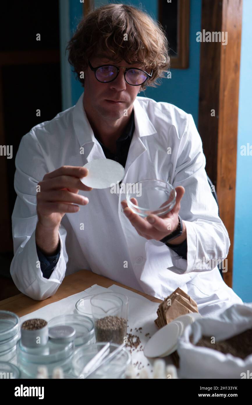 Scientist in the laboratory conducting experiments with hemp sativa ...