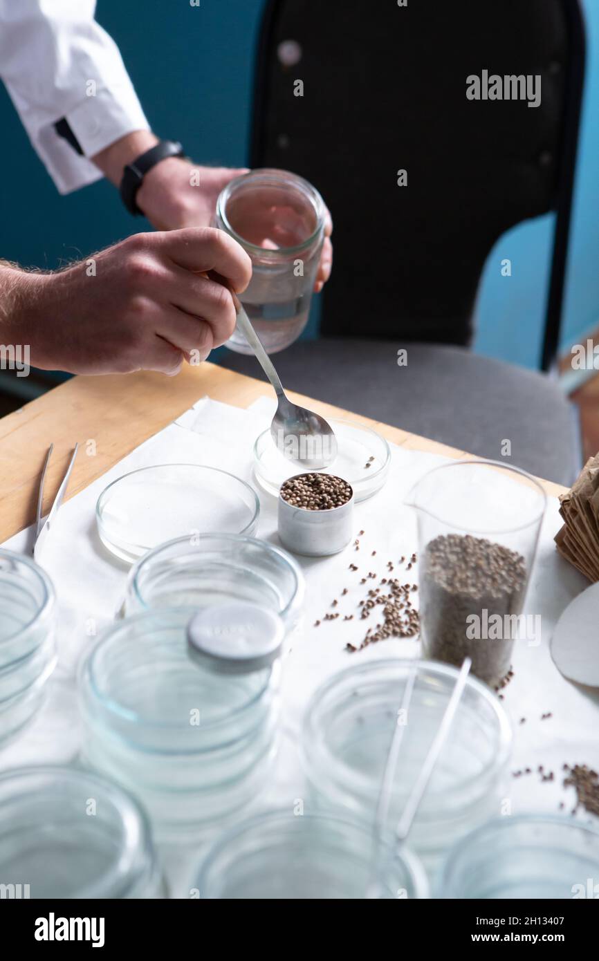 Scientist in the laboratory conducting experiments with hemp sativa ...