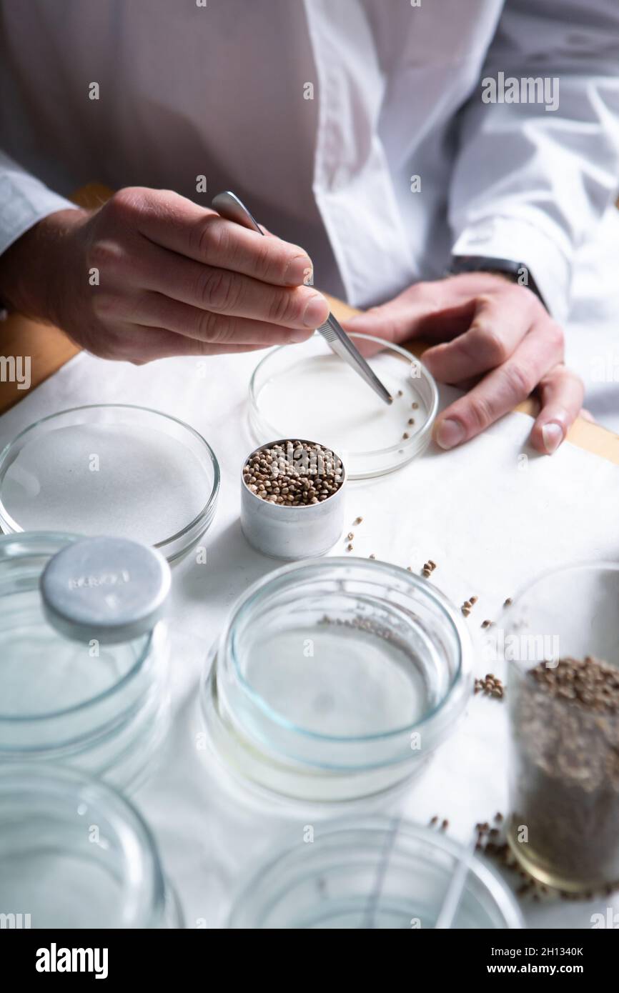Scientist in the laboratory conducting experiments with hemp sativa ...