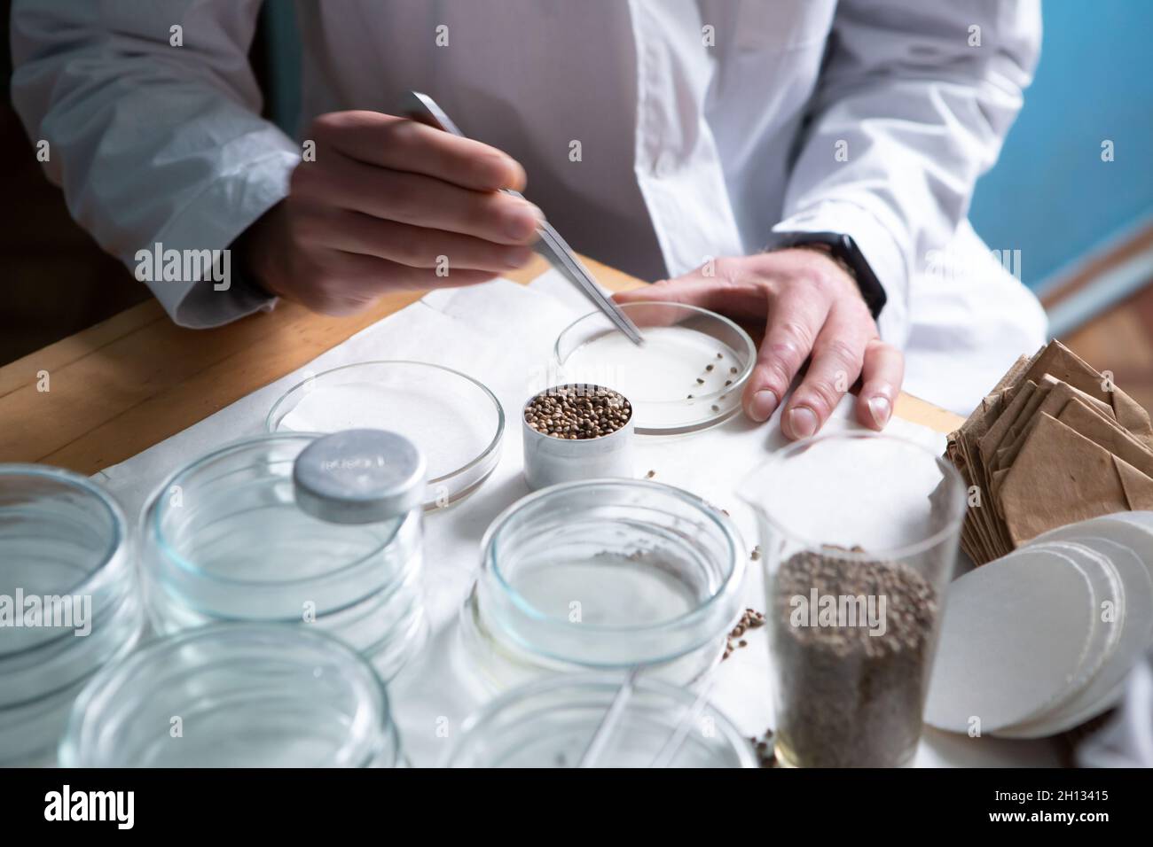 Scientist in the laboratory conducting experiments with hemp sativa ...