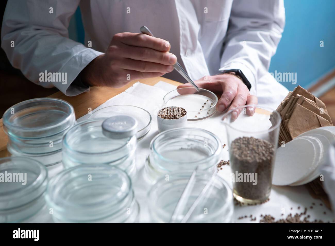 Scientist in the laboratory conducting experiments with hemp sativa ...