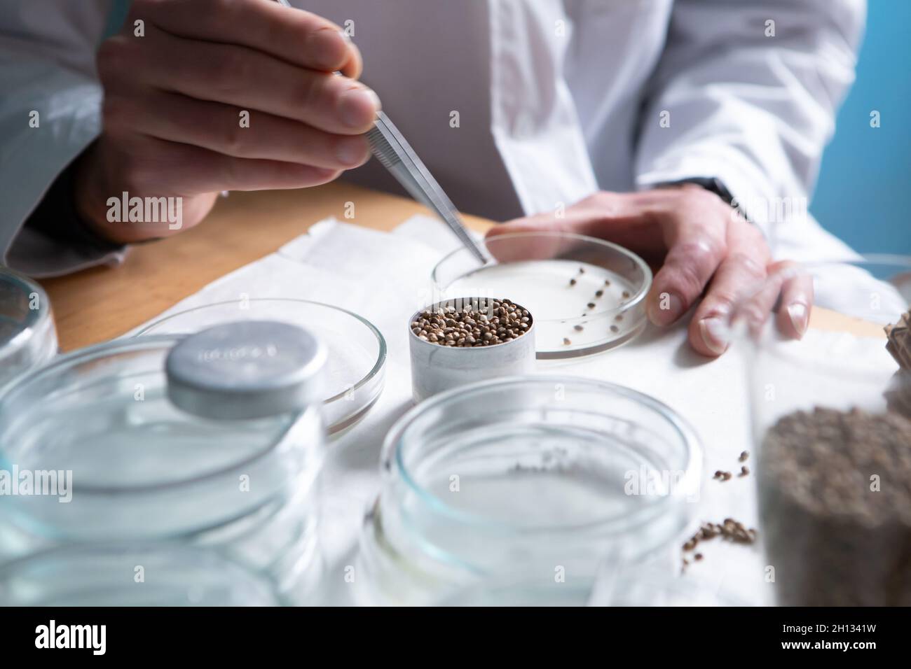 Scientist in the laboratory conducting experiments with hemp sativa ...