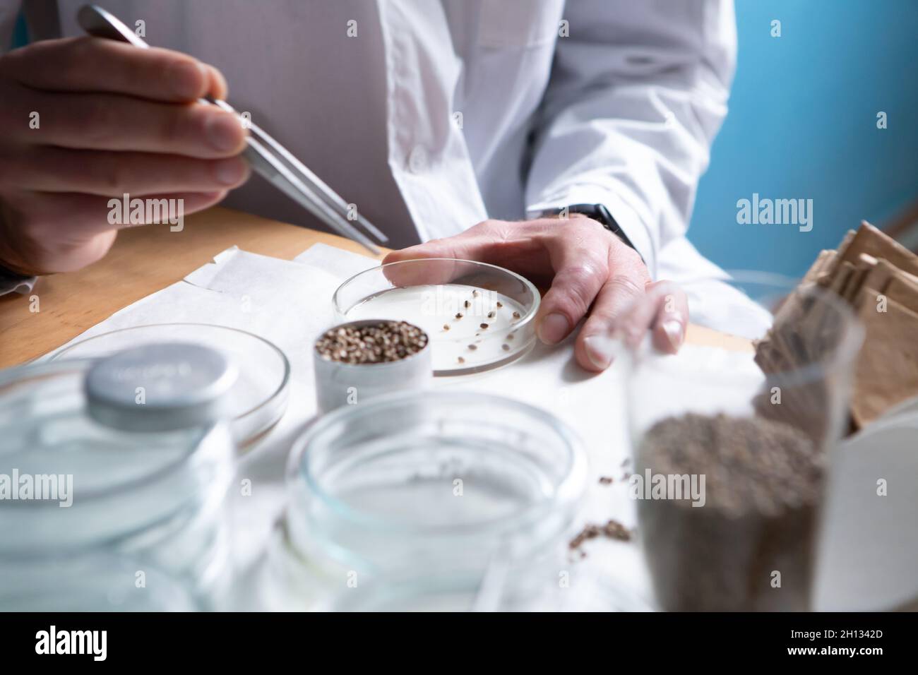 Scientist in the laboratory conducting experiments with hemp sativa ...