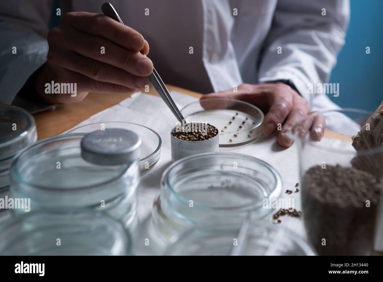 Scientist in the laboratory conducting experiments with hemp sativa ...