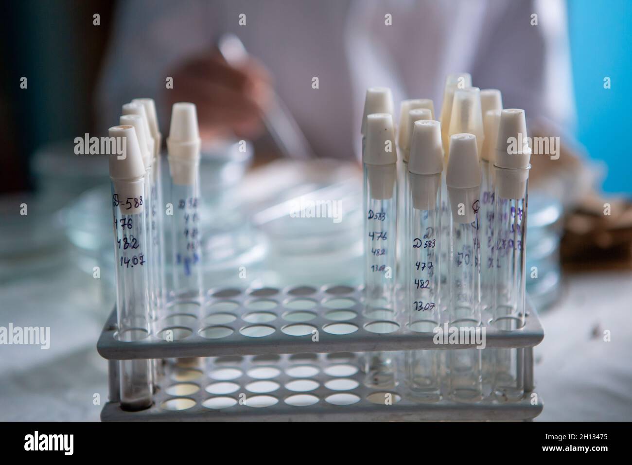 Scientist in the laboratory conducting experiments with hemp sativa ...
