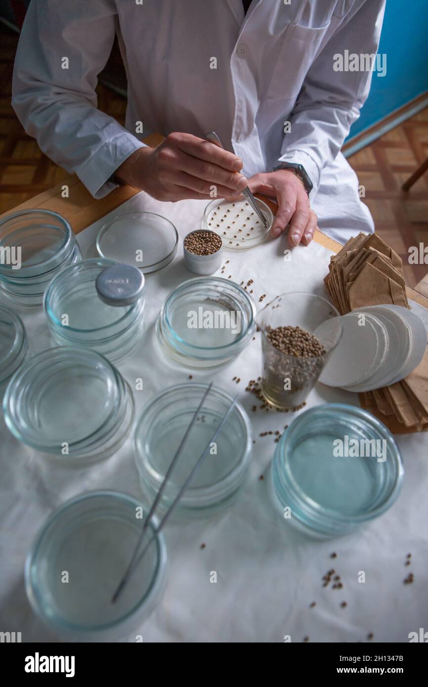Sowing for phytopathogens. Hemp sativa laboratory research Stock Photo ...