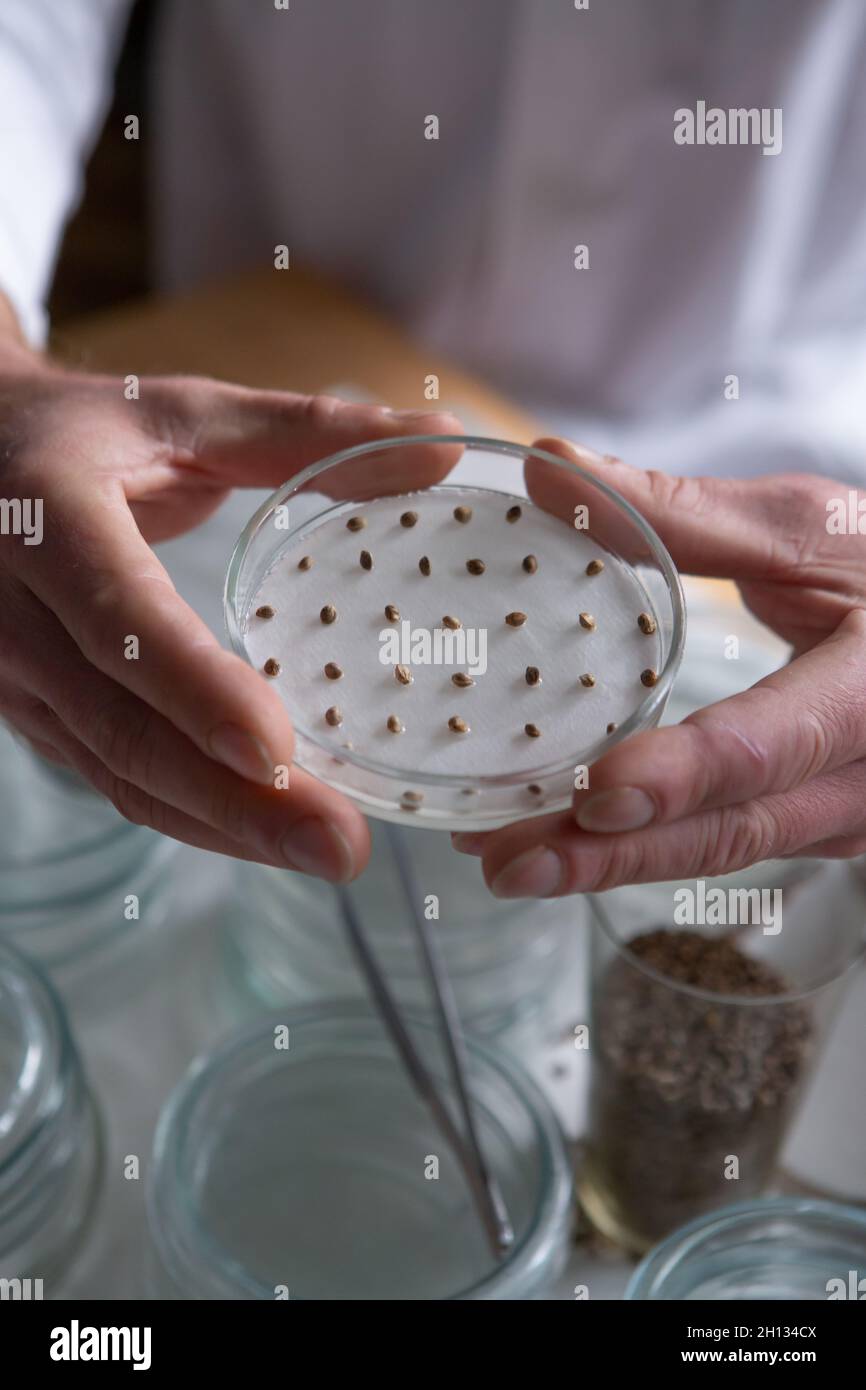 Scientist in the laboratory conducting experiments with hemp sativa ...