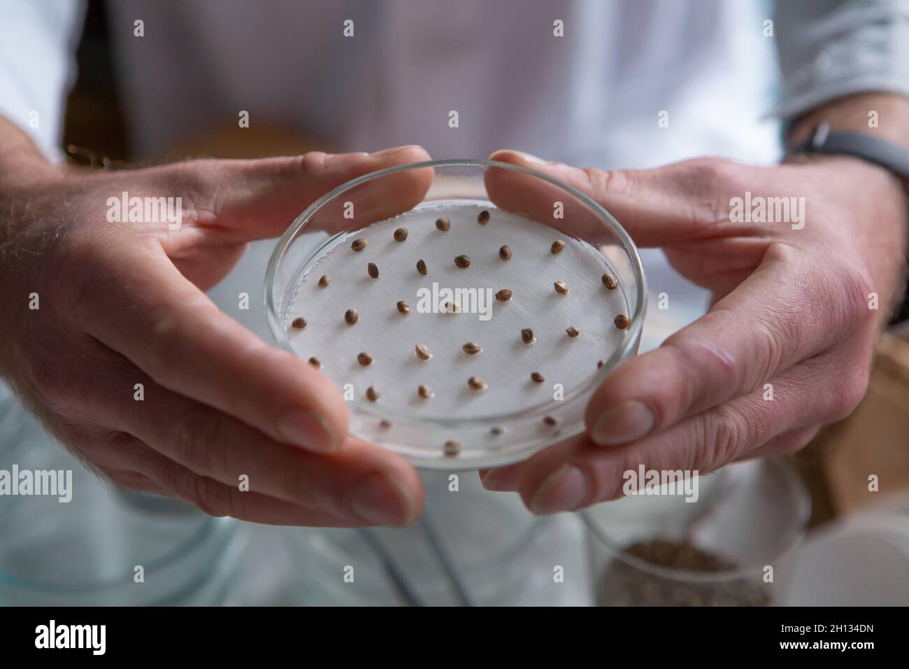 Scientist in the laboratory conducting experiments with hemp sativa ...