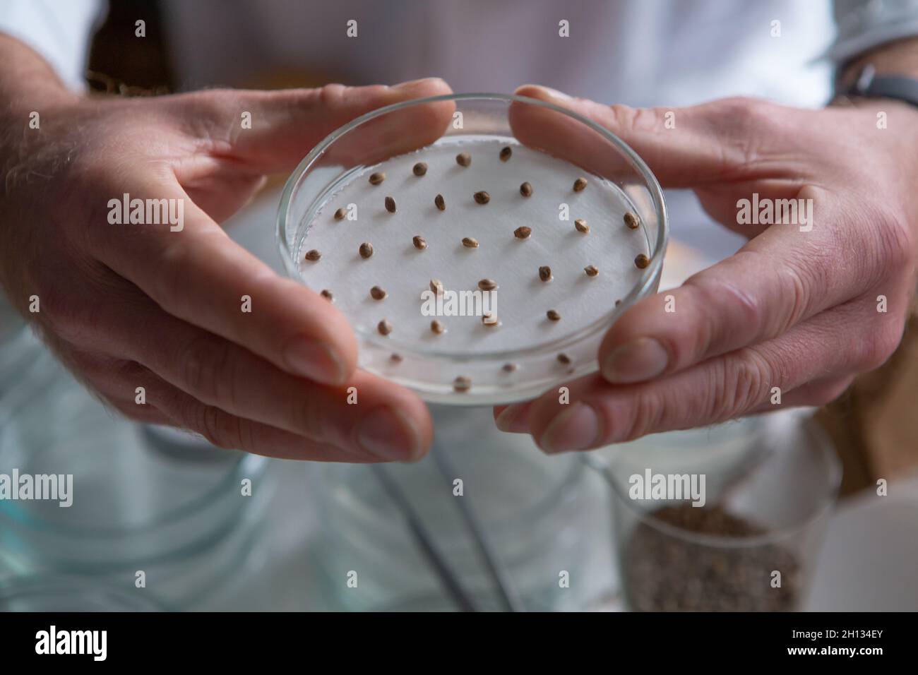 Scientist in the laboratory conducting experiments with hemp sativa ...
