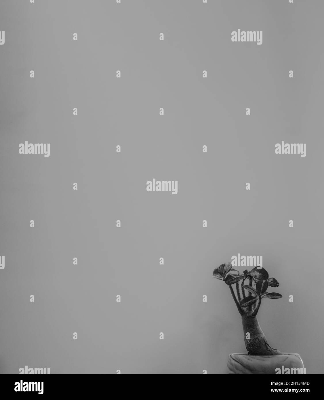 Mermaid plant set against plain white wall with copy space Stock Photo ...