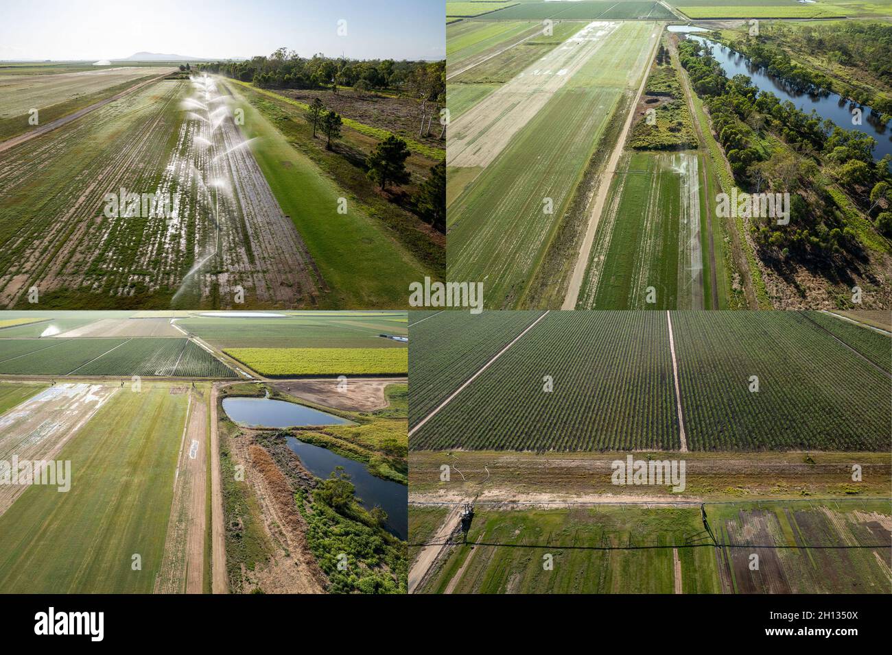 Collage of images of irrigated fields of lawn growing and sugarcane ...