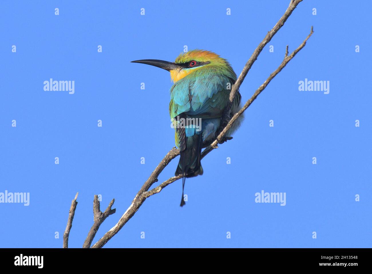 Rainbow Bee-eater (Merops ornatus) - a brightly coloured native bird ...