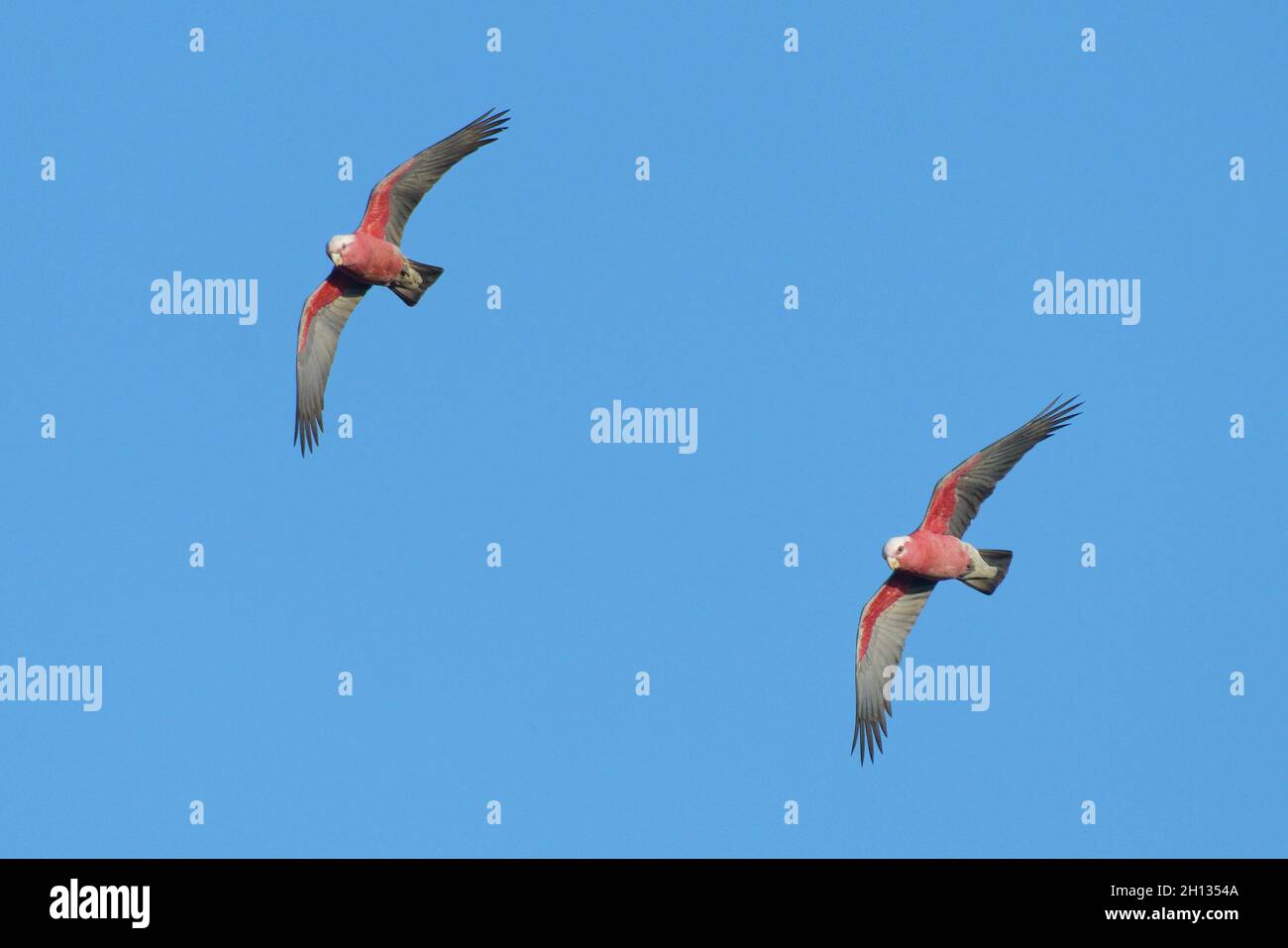 Two pink and grey Galahs (Eolophus roseicapilla) cockatoos flying ...