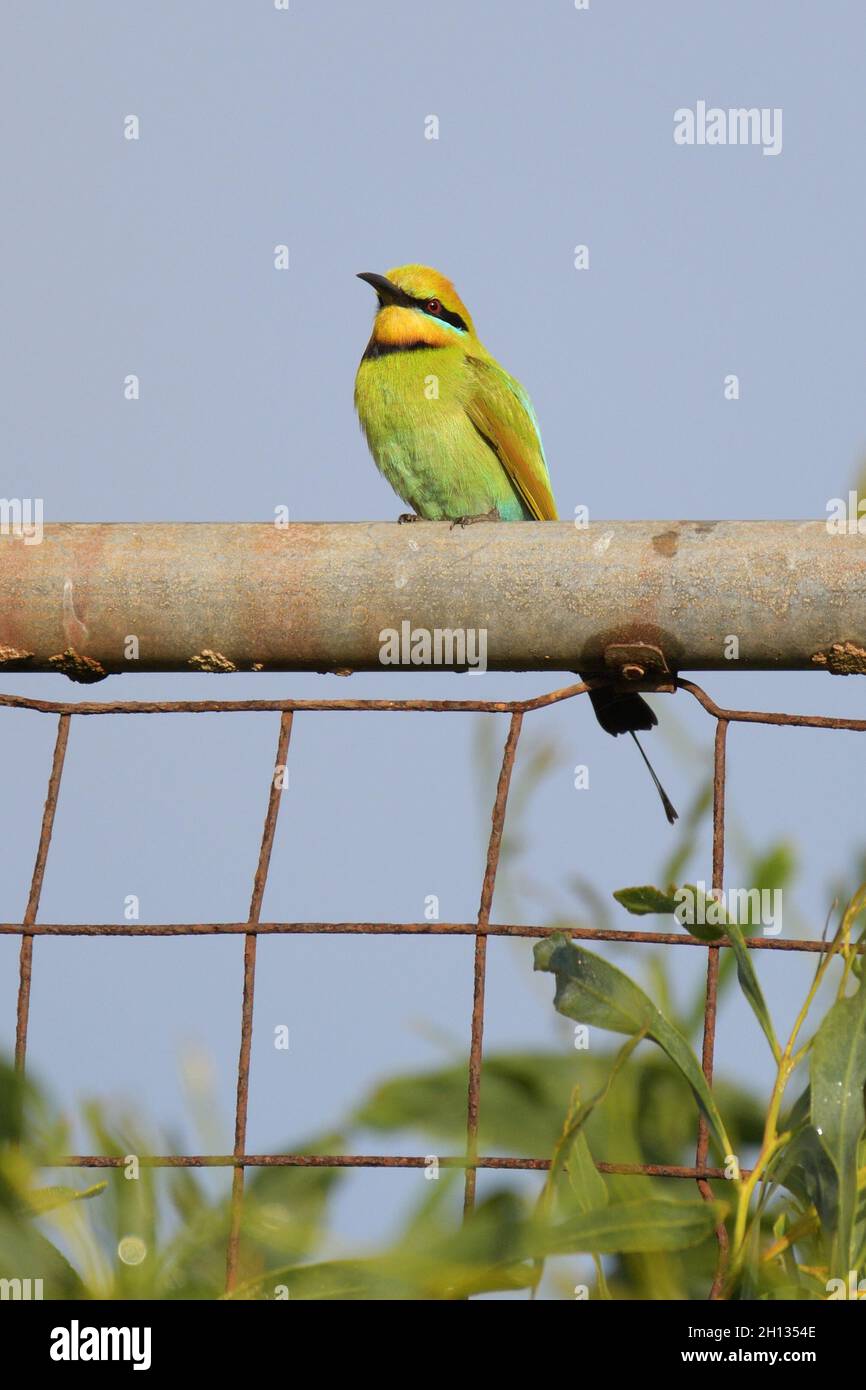 Rainbow Bee-eater (Merops ornatus) - a brightly coloured native bird ...