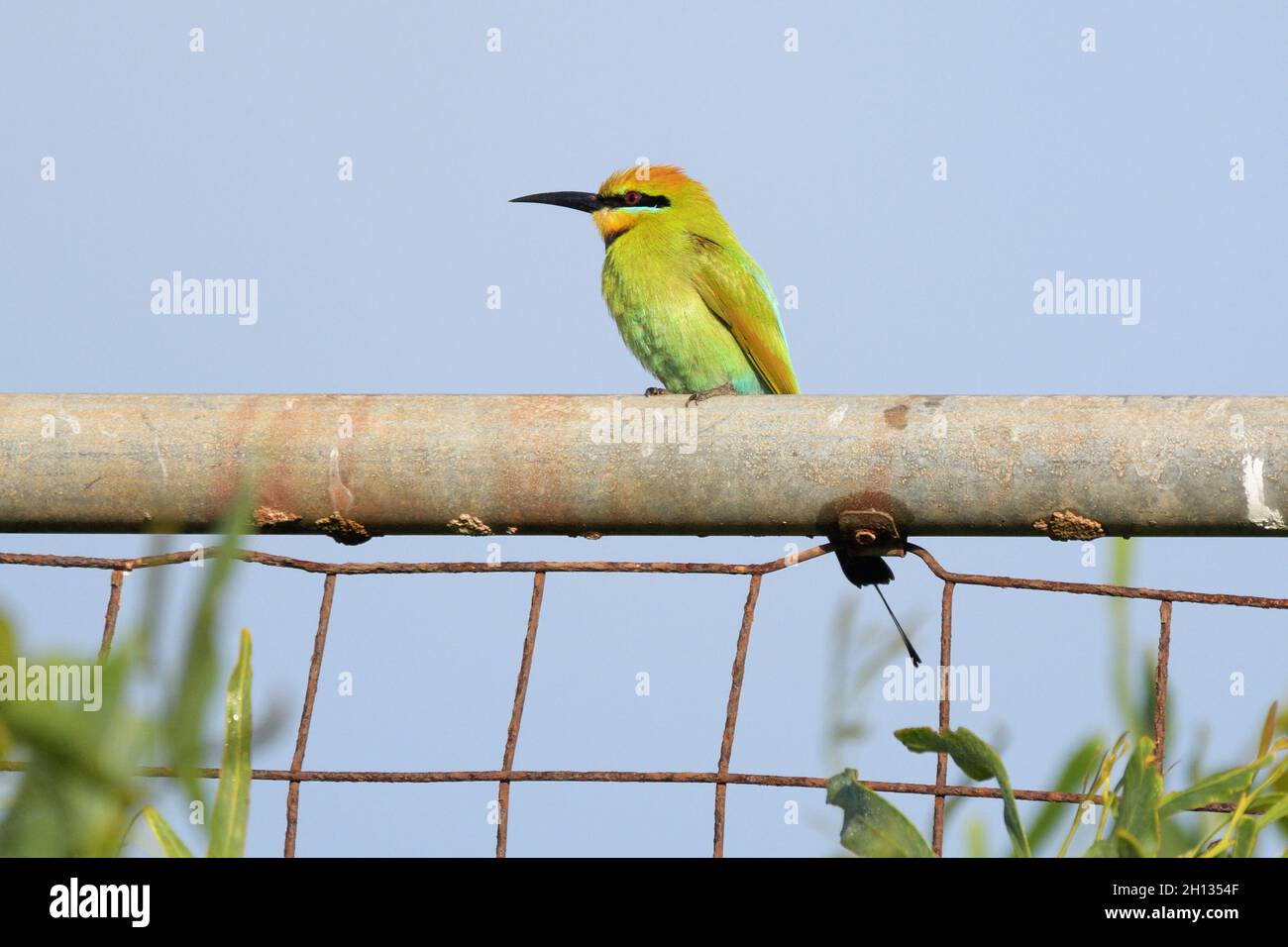 Rainbow Bee-eater (Merops ornatus) - a brightly coloured native bird ...