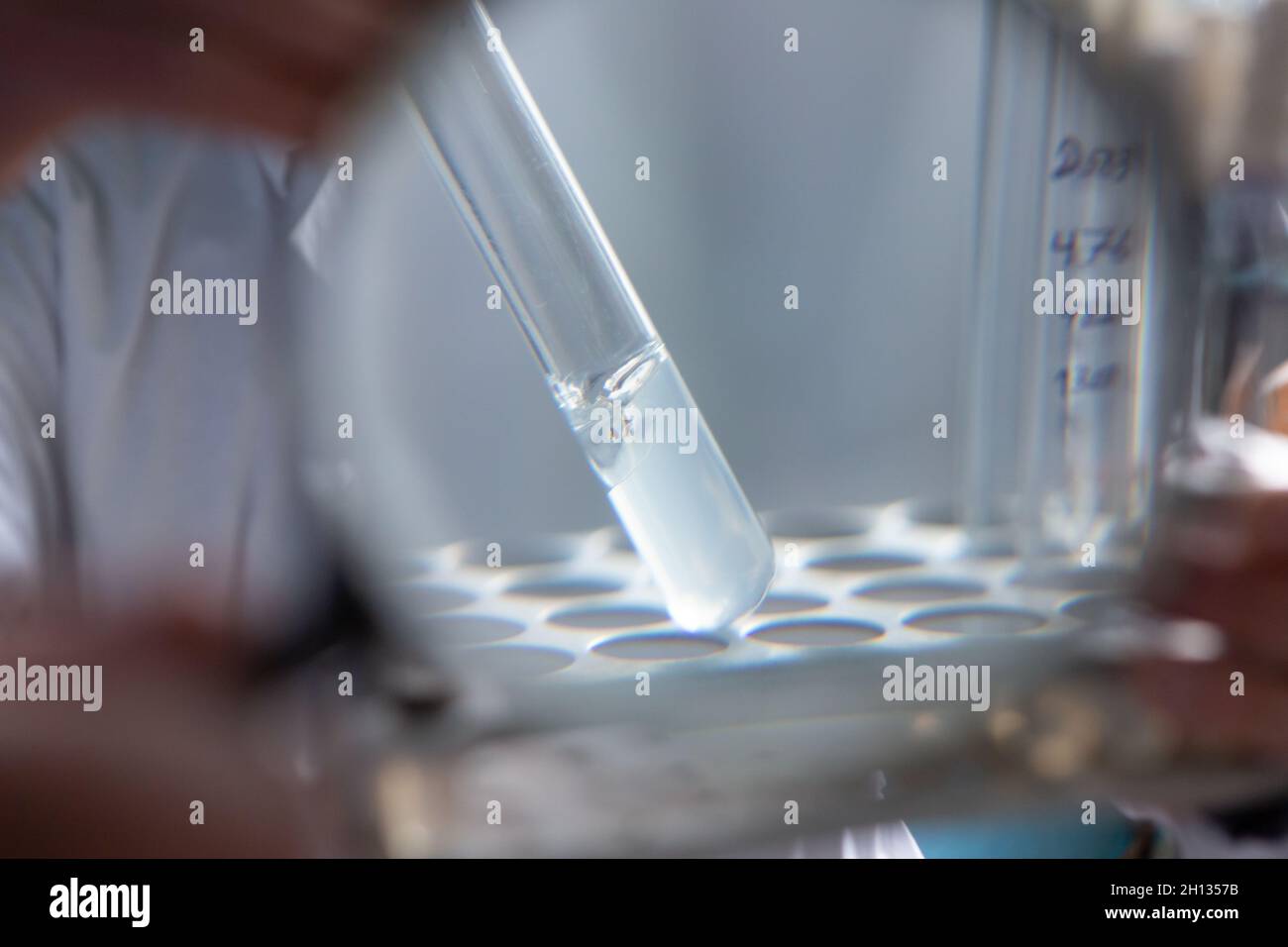 Sowing for phytopathogens. Hemp sativa laboratory research Stock Photo ...