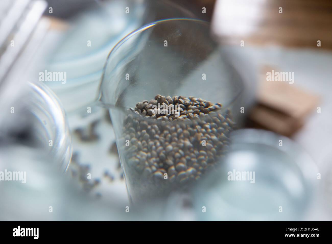 Scientist in the laboratory conducting experiments with hemp sativa ...