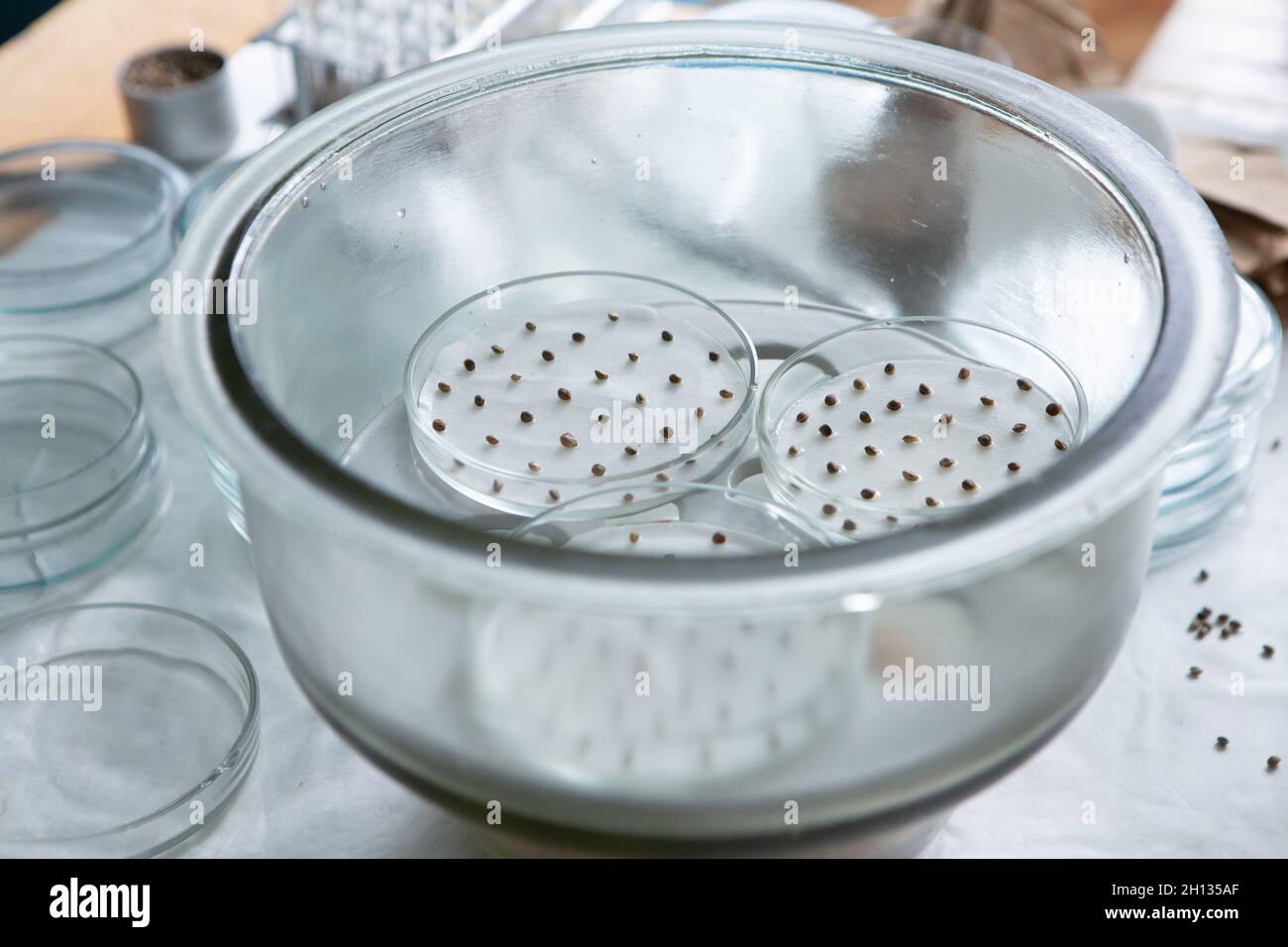 Laboratory experiments with hemp sativa Stock Photo - Alamy