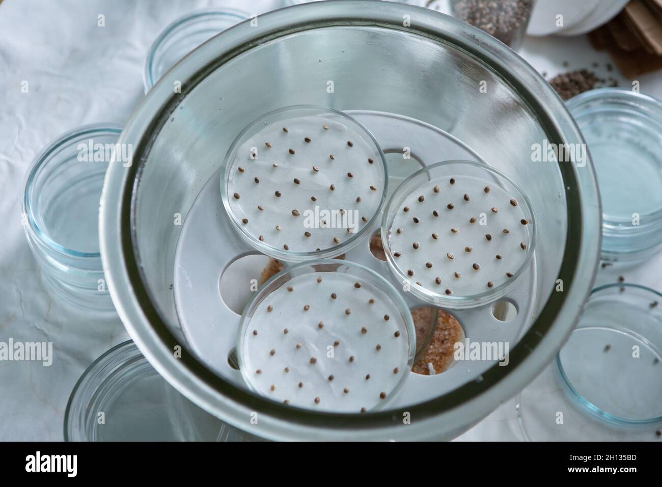 Scientist in the laboratory conducting experiments with hemp sativa ...