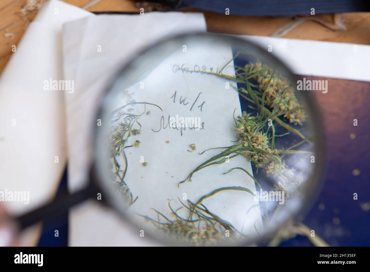 Laboratory experiments with hemp sativa Stock Photo - Alamy