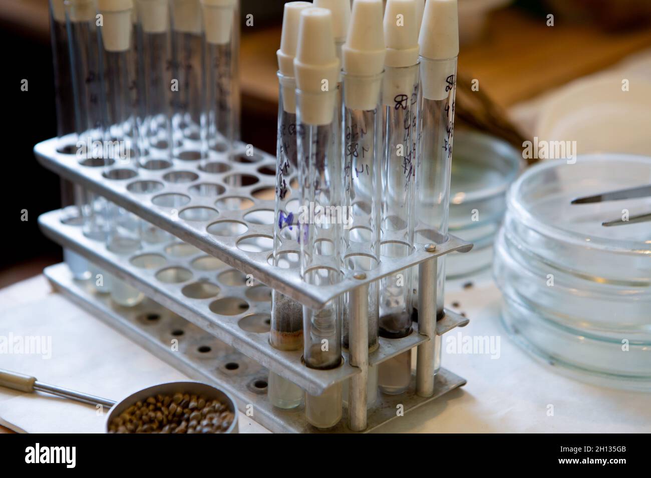 Scientist in the laboratory conducting experiments with hemp sativa ...
