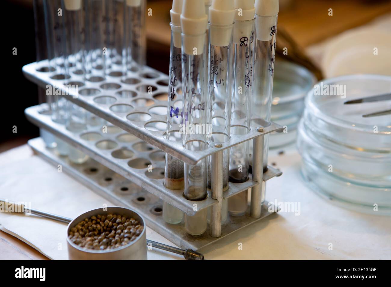 Mold on hemp sativa. Hemp sativa laboratory research Stock Photo - Alamy