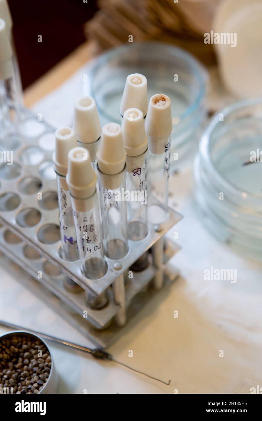 Scientist in the laboratory conducting experiments with hemp sativa ...