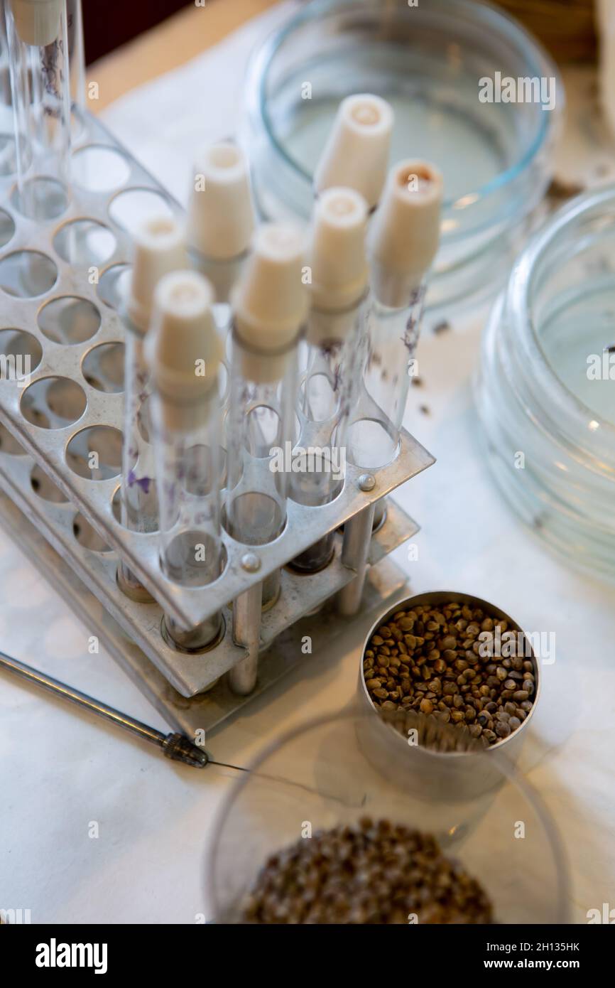 Scientist in the laboratory conducting experiments with hemp sativa ...