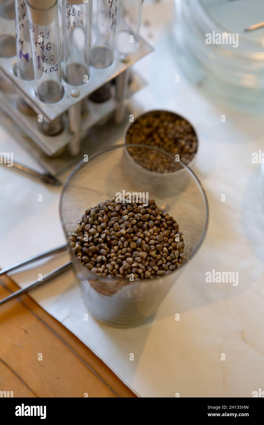 Scientist in the laboratory conducting experiments with hemp sativa ...