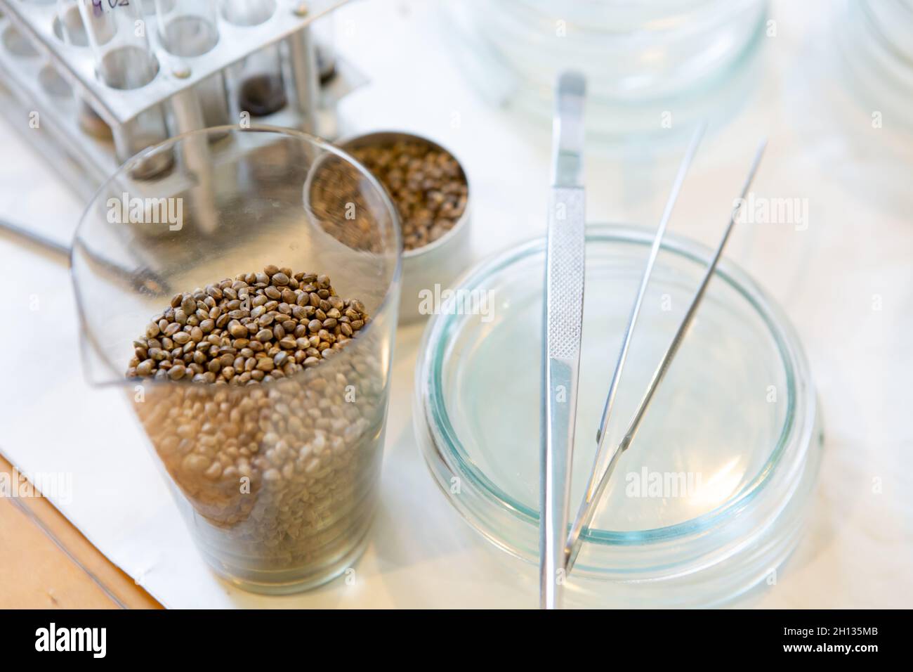 Scientist in the laboratory conducting experiments with hemp sativa ...