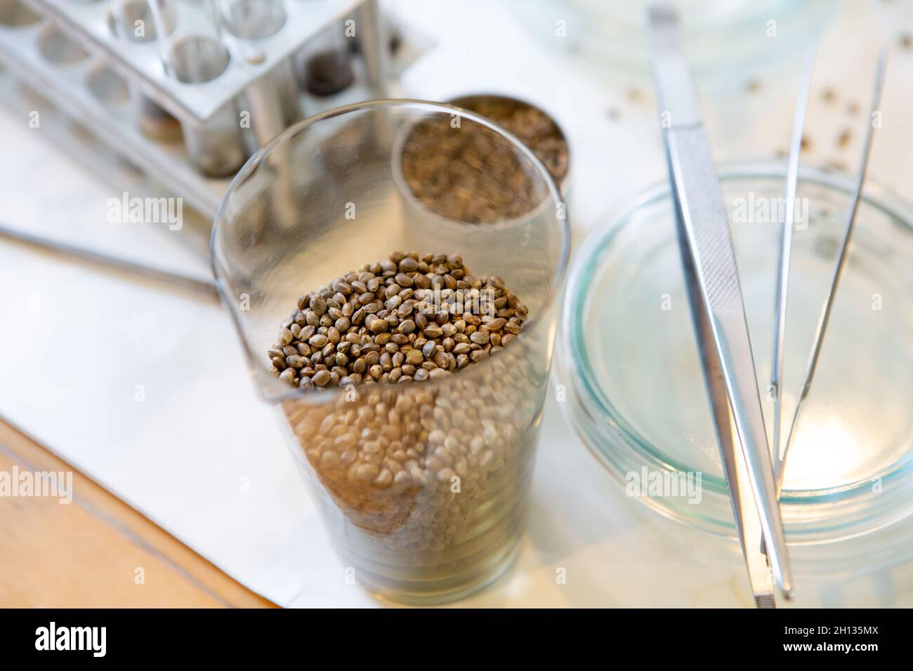 Scientist in the laboratory conducting experiments with hemp sativa ...