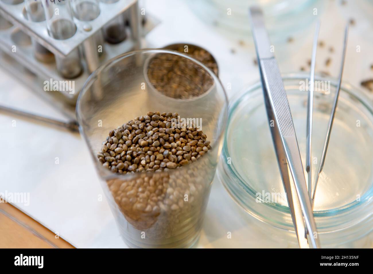 Mold on hemp sativa. Hemp sativa laboratory research Stock Photo - Alamy