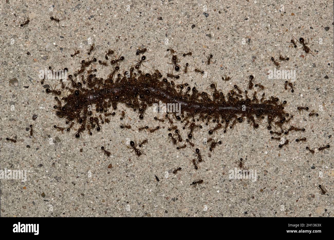 Red Imported Fire ants (Solenopsis invicta) swarming onto an earthworm ...