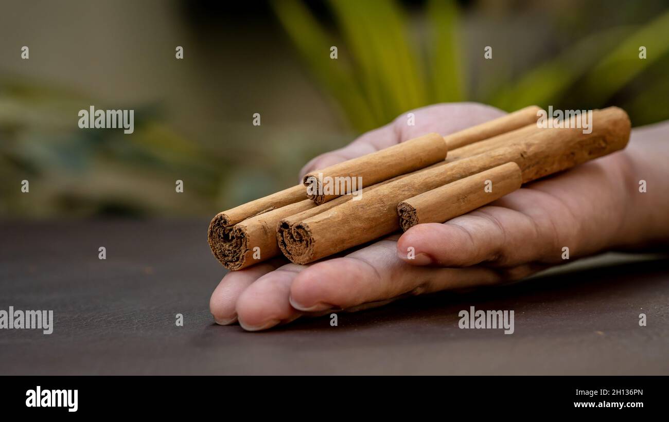 Cinnamon sticks, cinnamon quill on palm of hand, isolated on outdoor ...