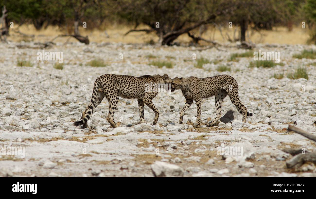 Cheetah Eating Antelope