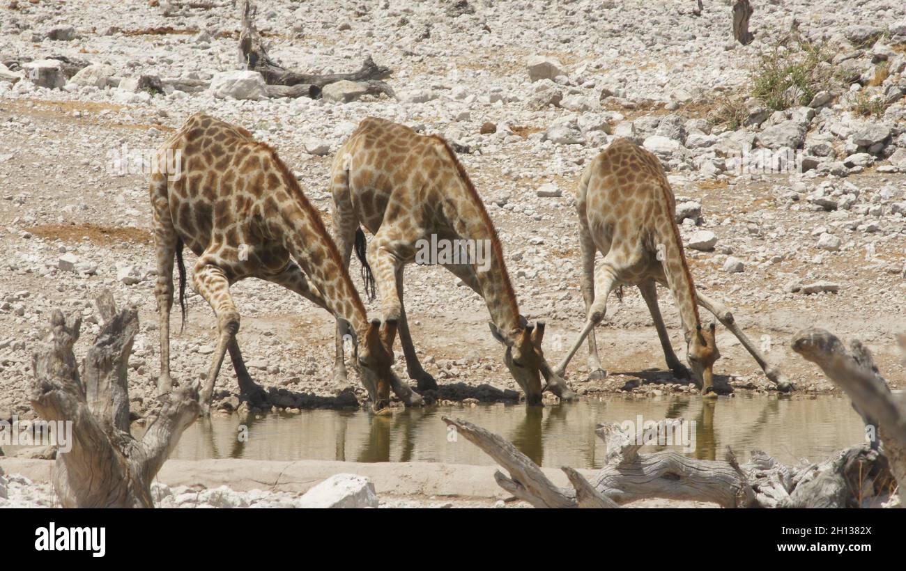 Giraffes drinking water hi-res stock photography and images - Alamy