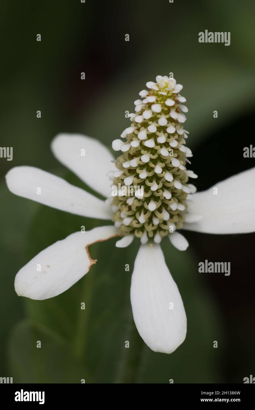 White flowering spike of Yerba Mansa, Anemopsis Californica ...