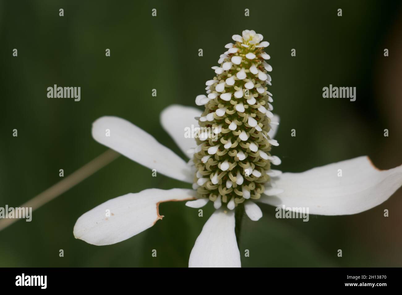 White flowering spike of Yerba Mansa, Anemopsis Californica ...
