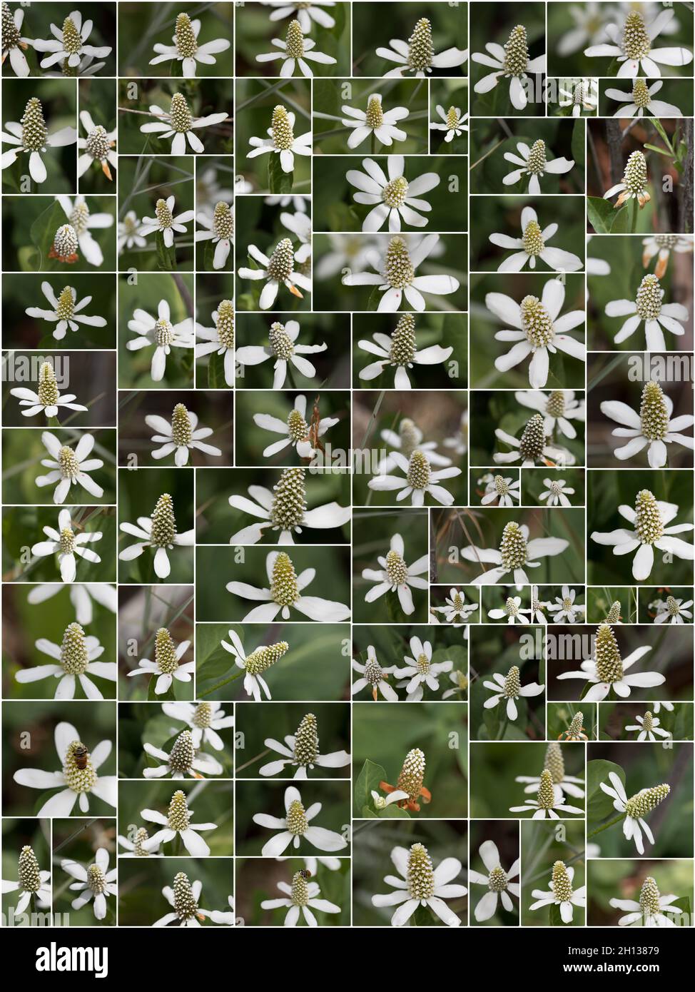 Collage of white flowering spikes on Yerba Mansa, Anemopsis Californica ...