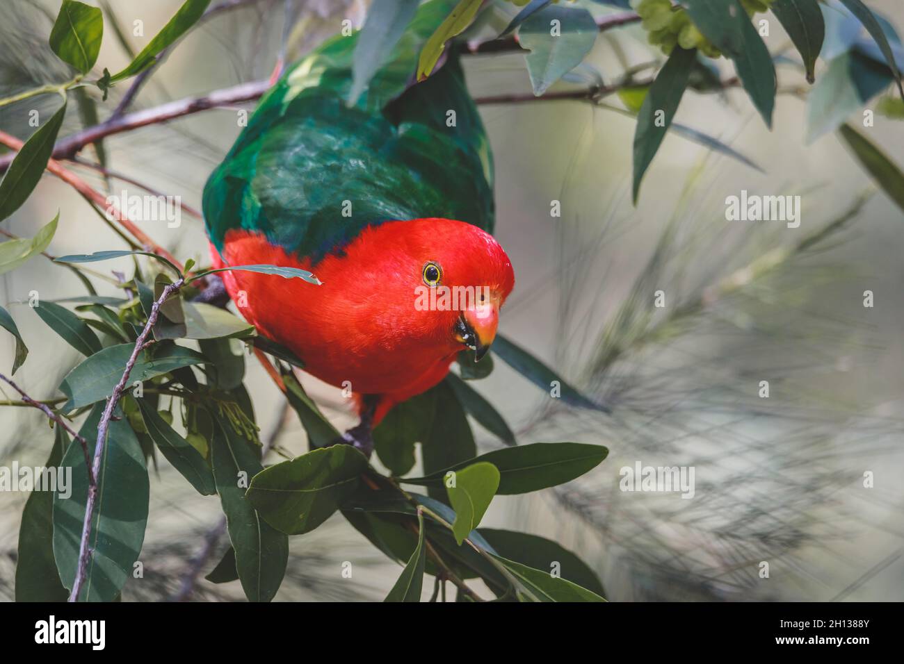 King parrot leaves hi-res stock photography and images - Alamy