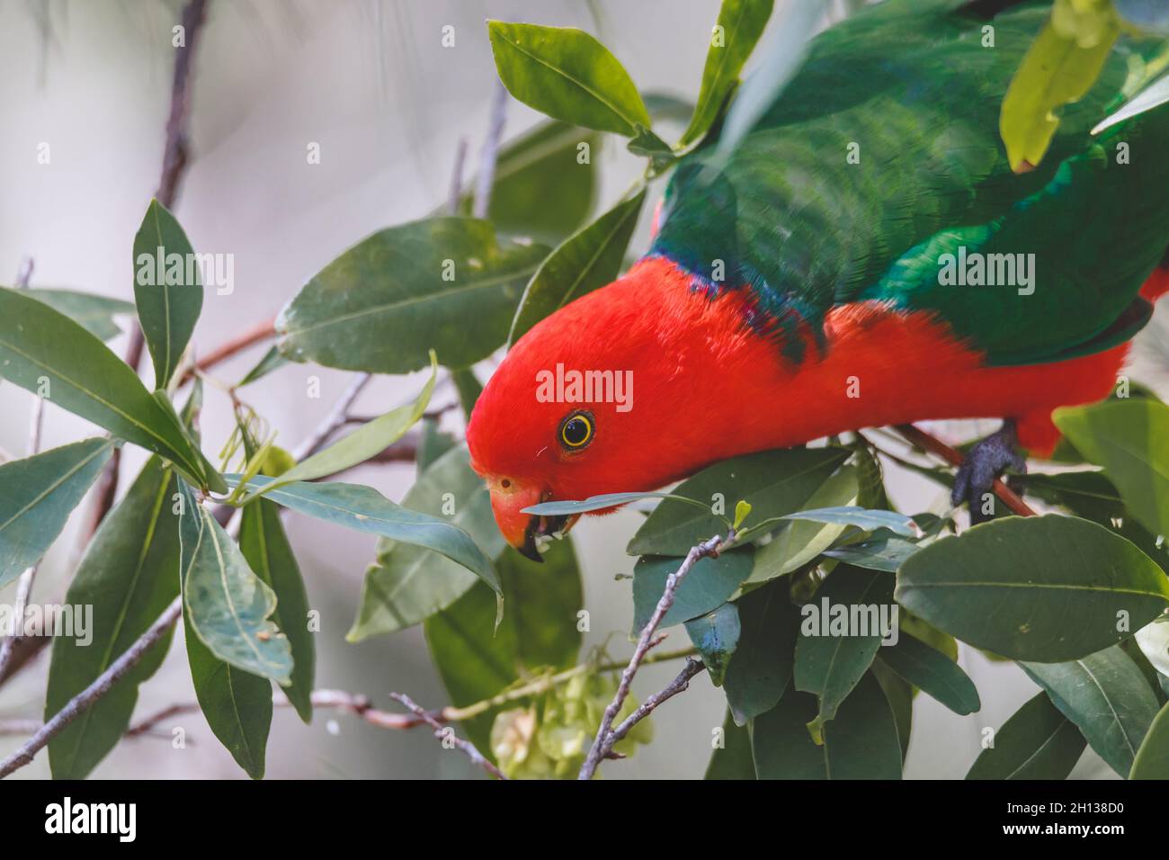 King parrot leaves hi-res stock photography and images - Alamy