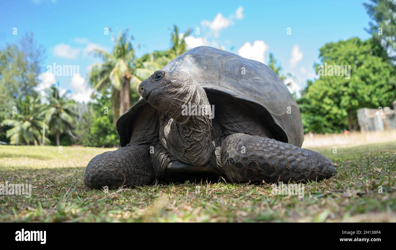 Holiday turtle hi-res stock photography and images - Alamy