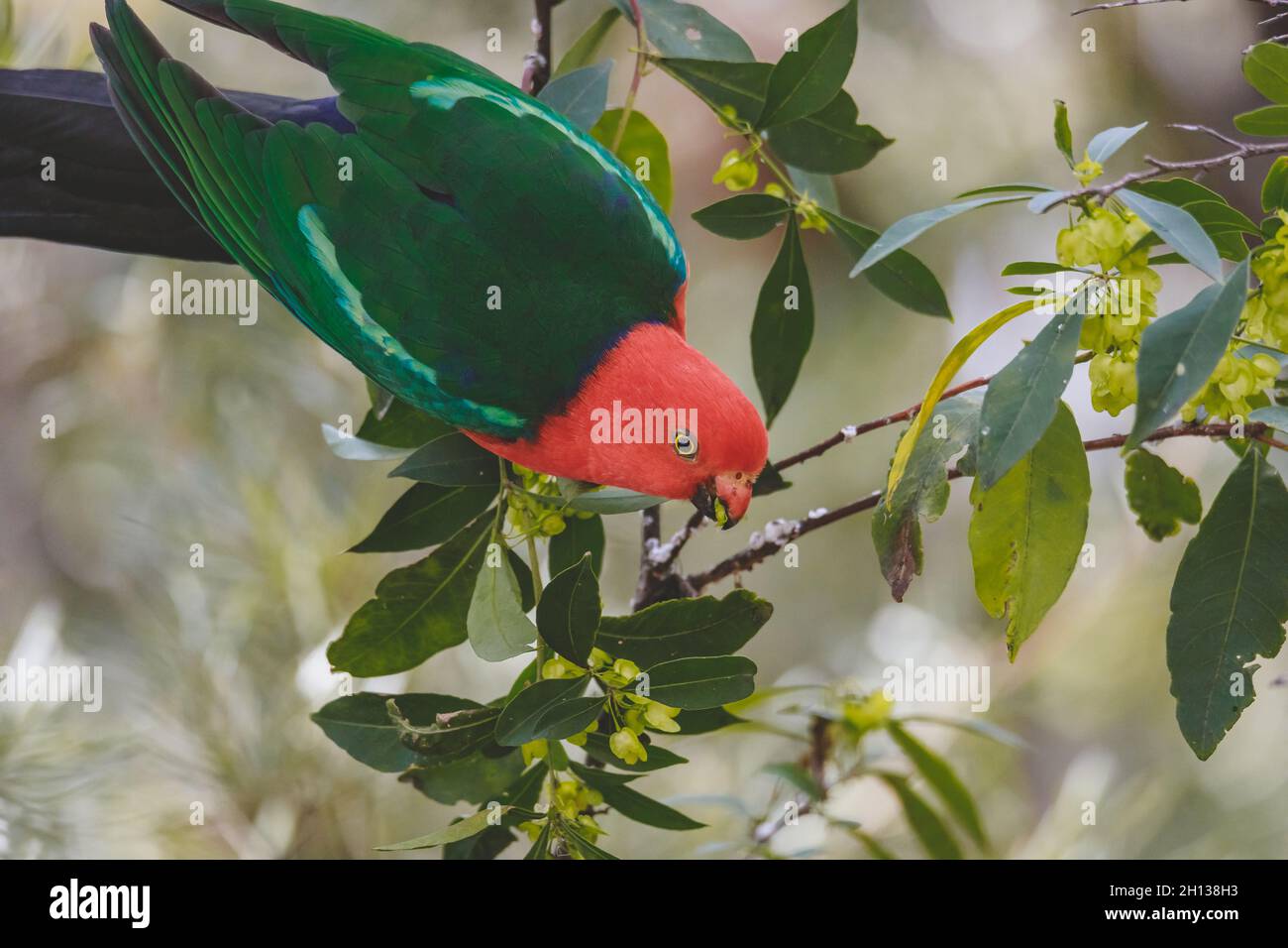 King parrot leaves hi-res stock photography and images - Alamy