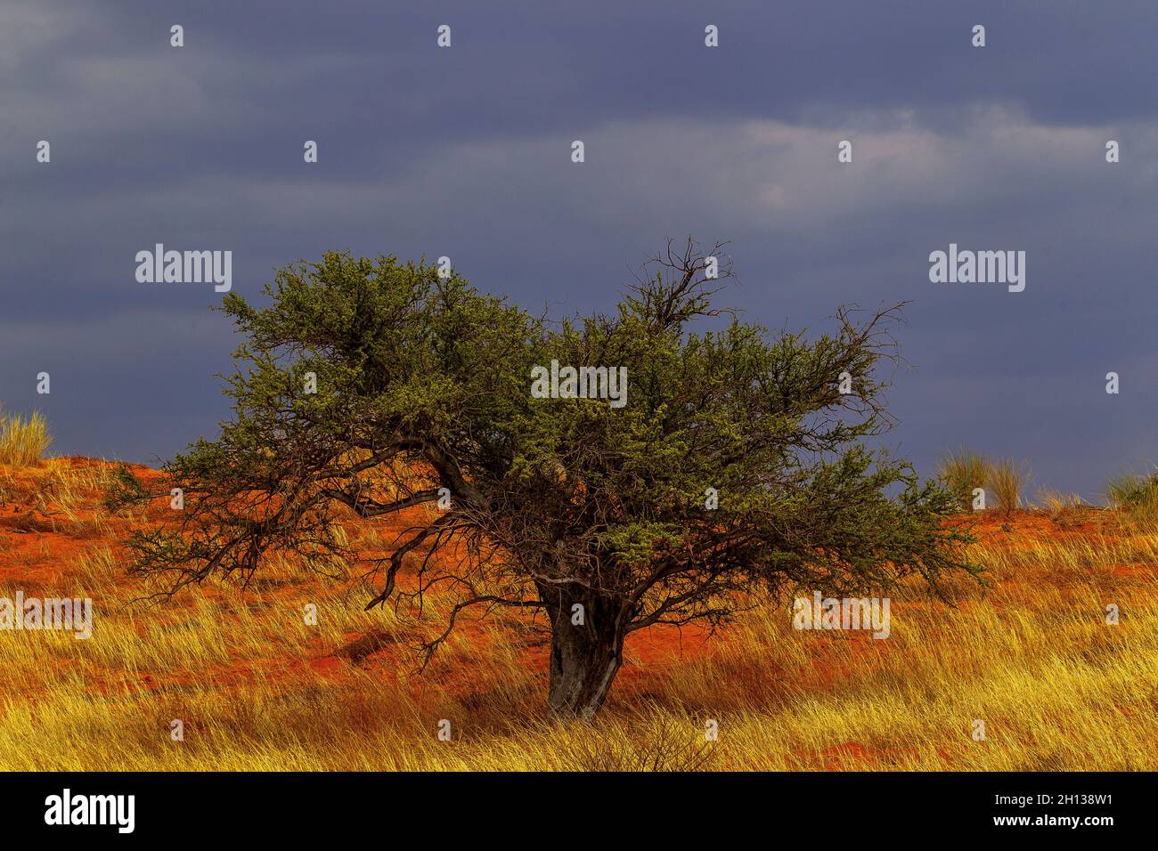 Typical tree on the dry land of the Kgalagadi Transfontier Park, South ...