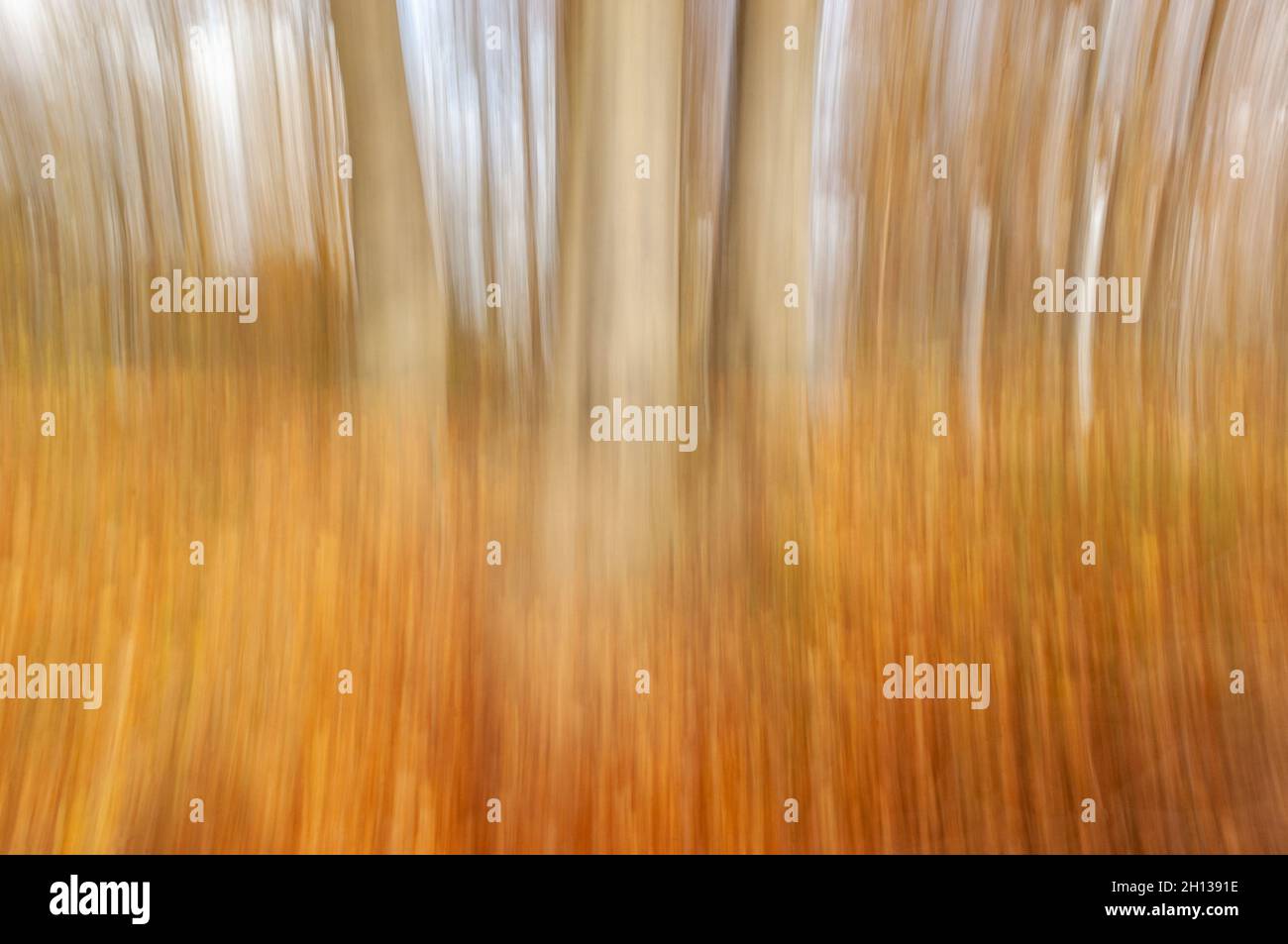 Forest landscape in autumn with defocused effect. France Stock Photo ...